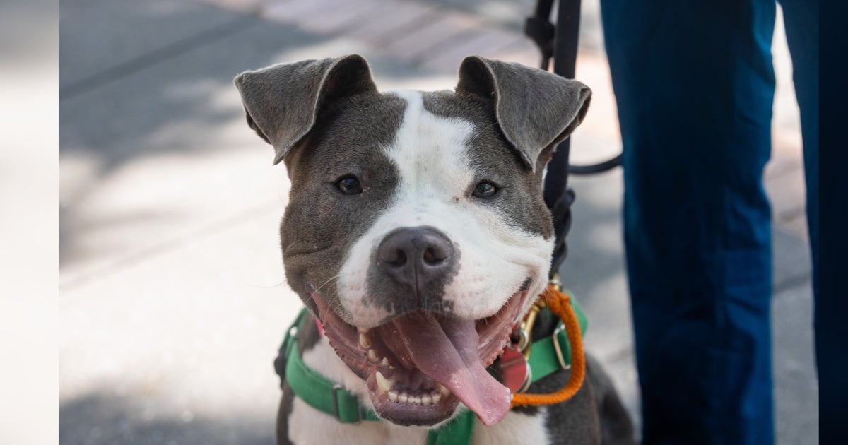 ASPCA, CalAnimals and SF SPCA to Host Second Annual California Adopt-a ...