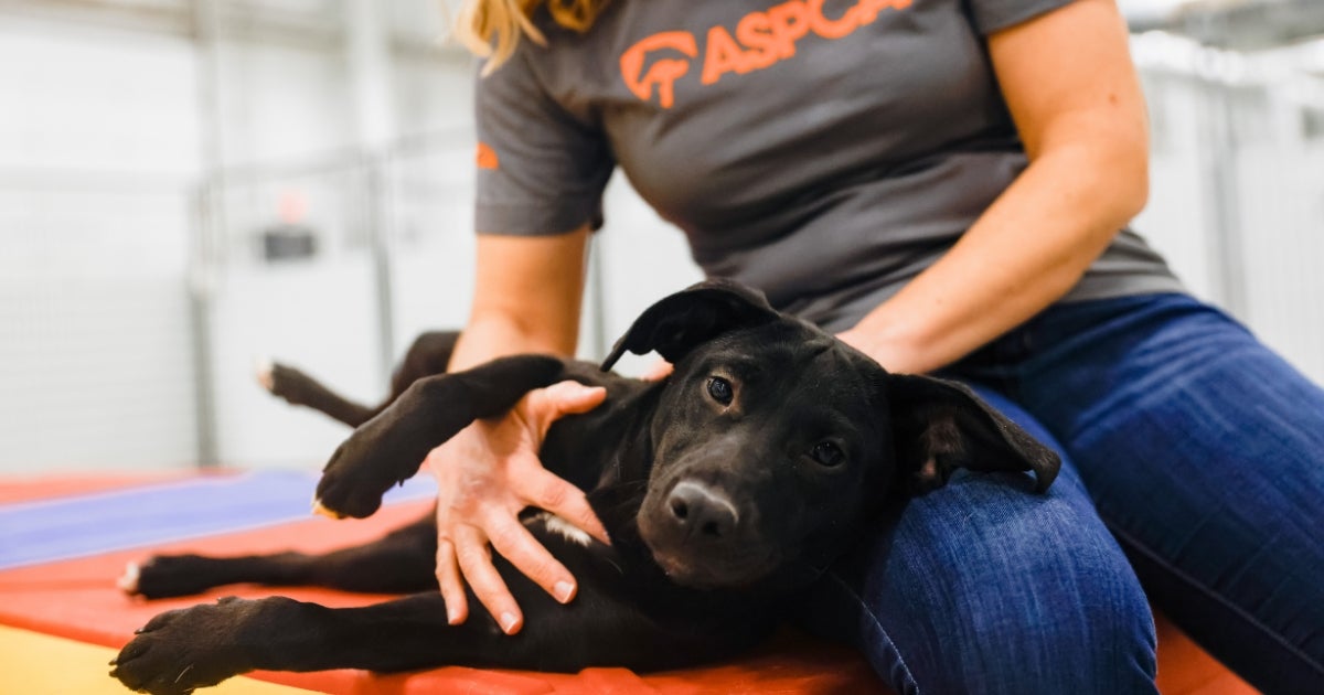 You’re Invited! FREE Adoption Event in Columbus, Ohio, on June 28 | ASPCA
