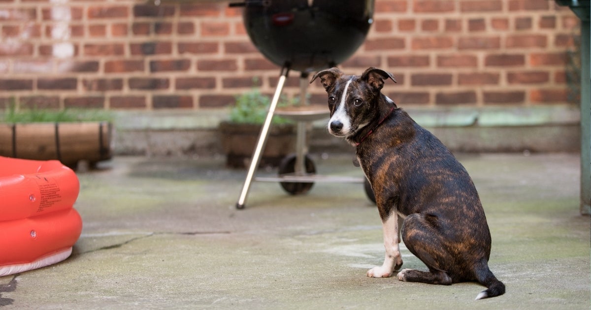 What BBQ Staples are Dangerous to My Pet? | ASPCA