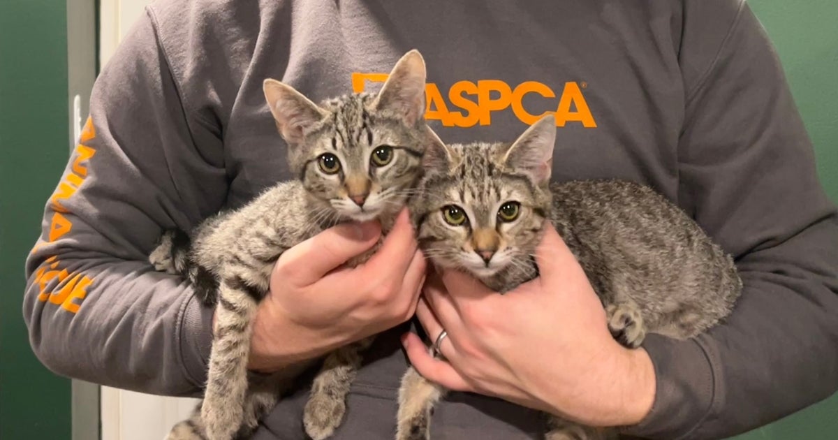 Why Should You Foster a Cat or Kitten? Here are 5 Great Reasons! | ASPCA