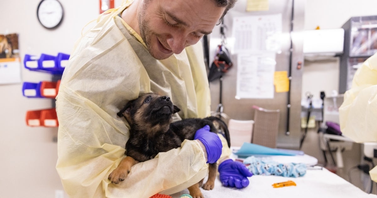 7 Animal Welfare Jobs You Didn’t Know Were Real | ASPCA