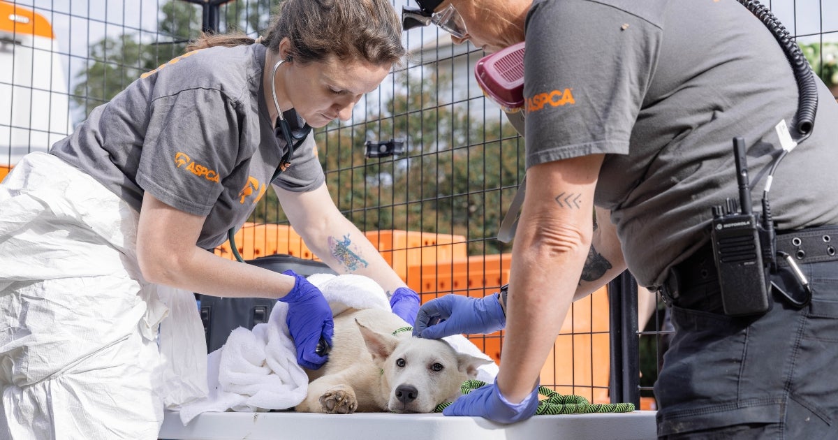 ASPCA Assists with Rescue of Nearly 20 Dogs from Hazardous Conditions ...