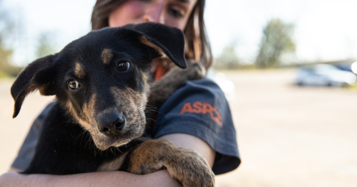How to Stay Prepared and Keep Your Pet Safe During Natural Disasters ...