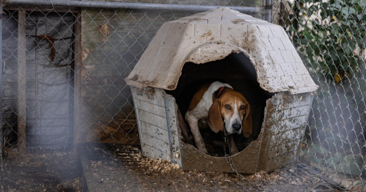 ASPCA Assists with Rescue of Nearly 70 Animals from Poor Conditions in ...