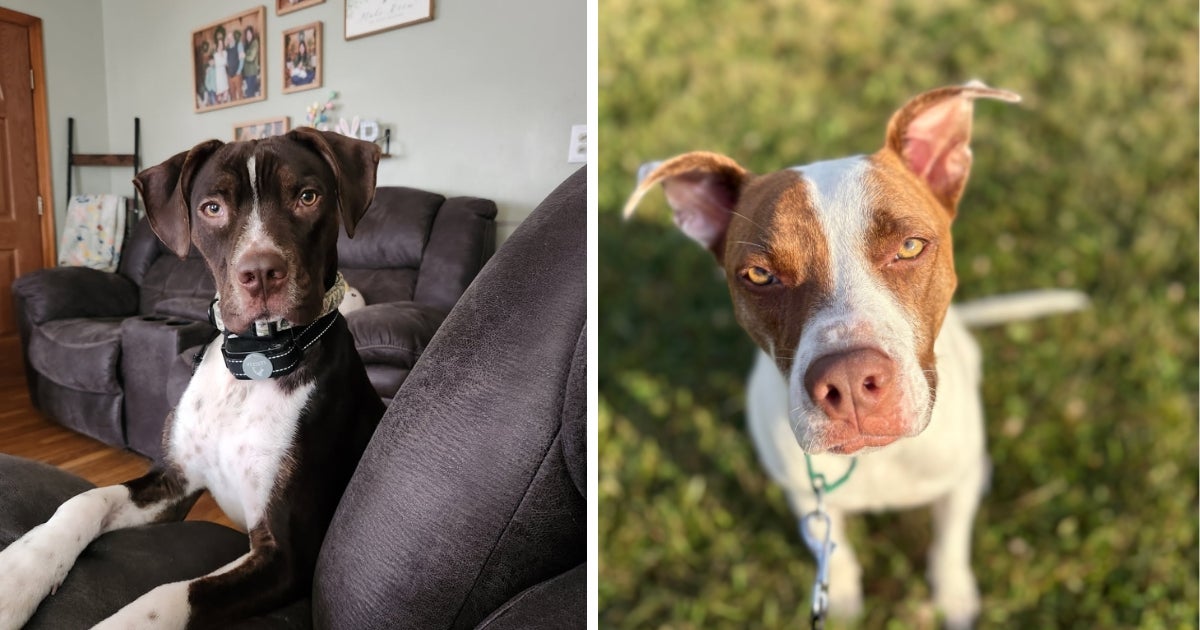 Where Are They Now? Dogs Rescued from Hurricane Helene Get a New Leash ...