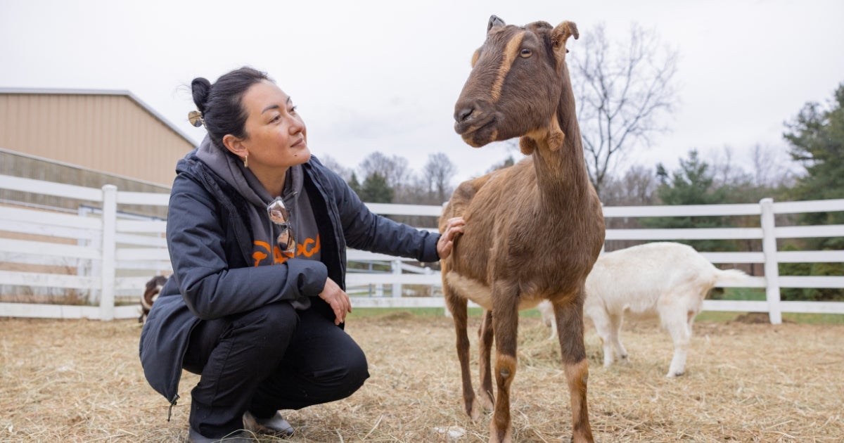 ASPCA Assists With the Ongoing Care of Hundreds of Farm Animals Rescued ...