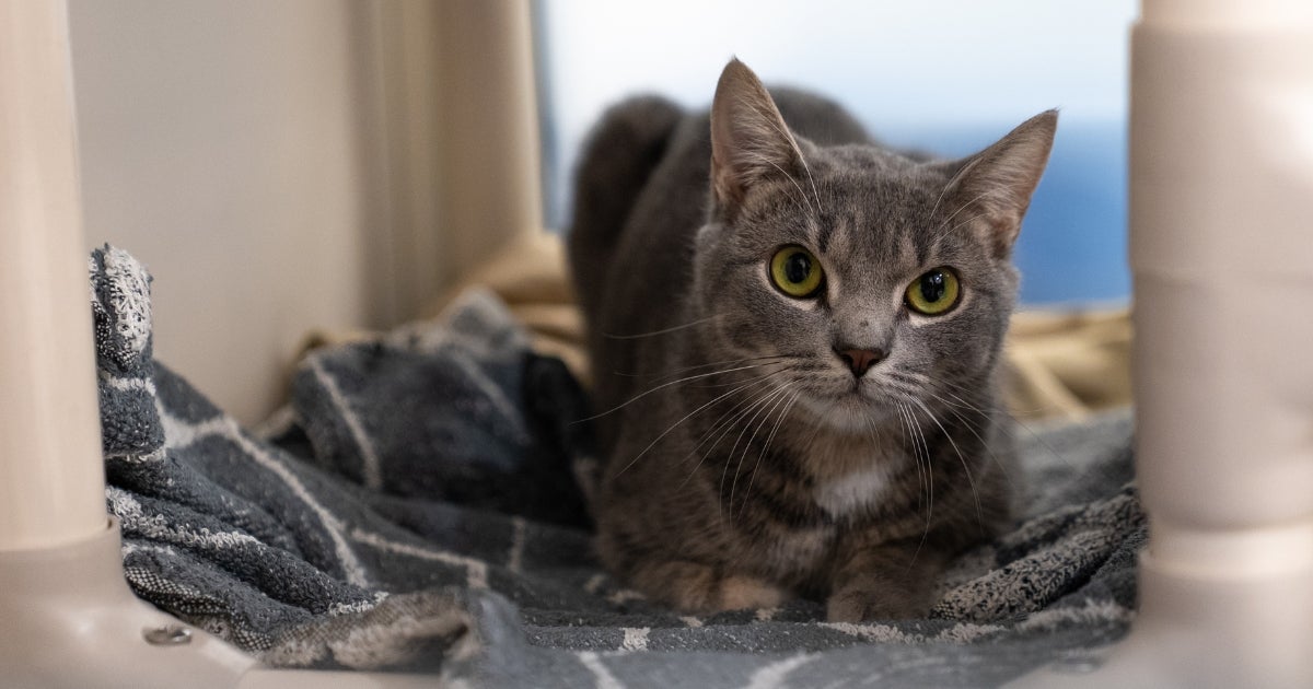 10 Inspiring Things Made Possible by People Like You! | ASPCA