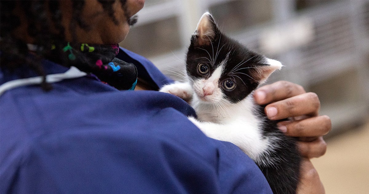 Five Ways You Can Help Animals This Giving Tuesday | ASPCA