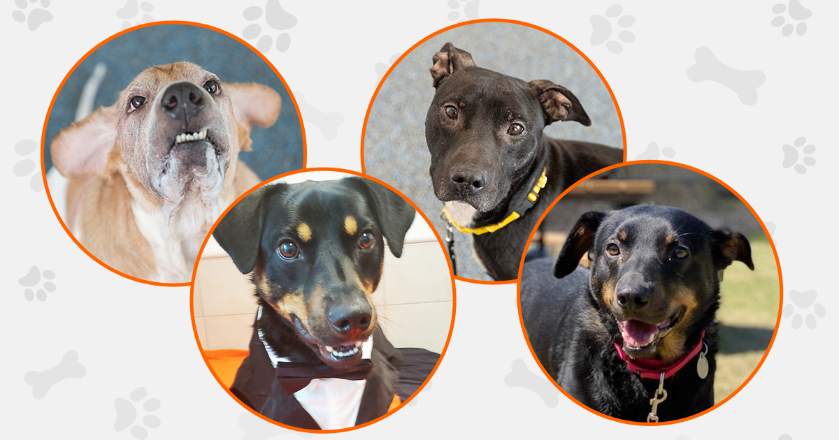 Your Favorite Shelter Dog Is Available for Adoption! | ASPCA