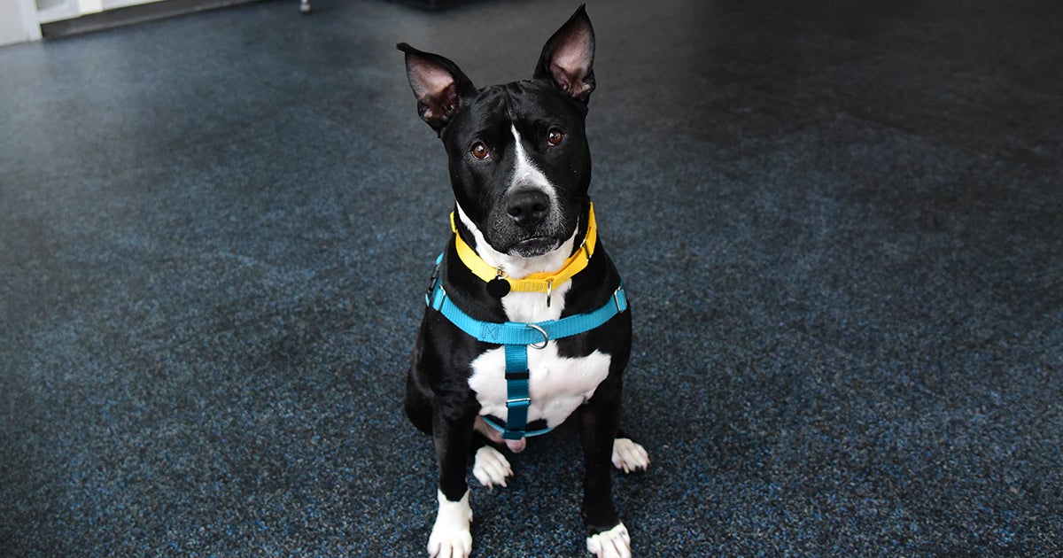 We Need Your Help to get Bunny Hopping into a New Home | ASPCA