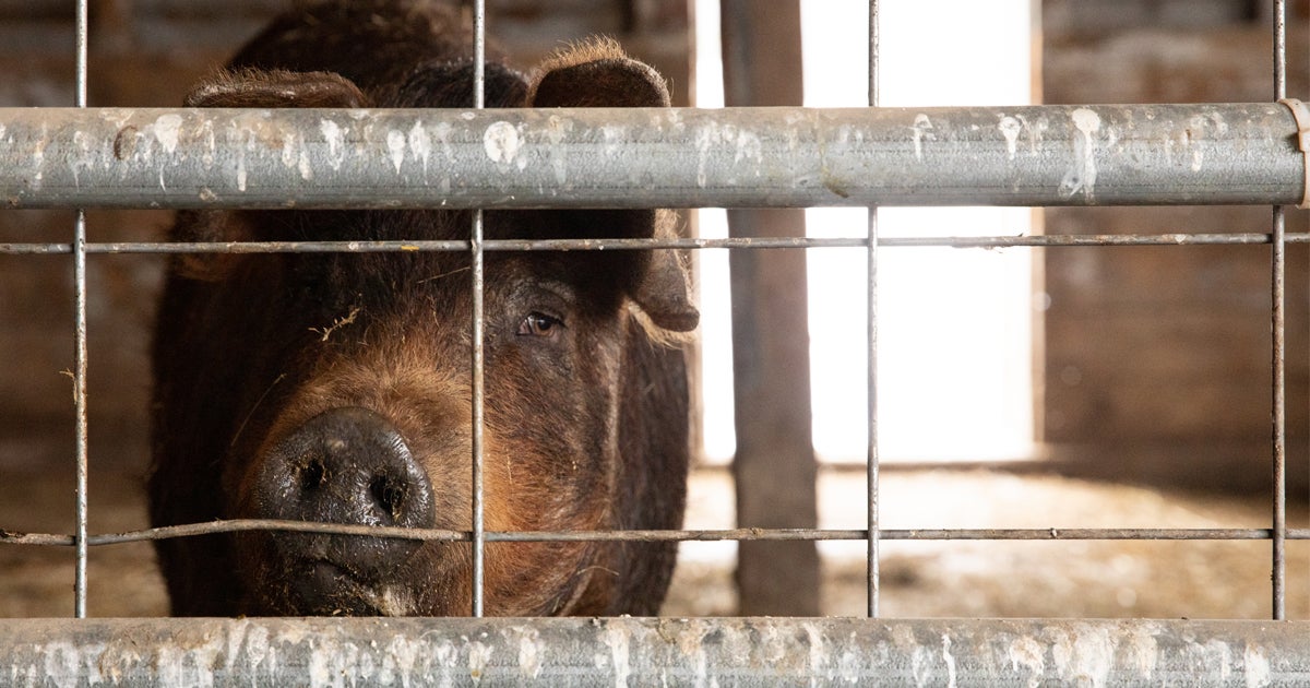 Bill Introduced to Protect Farm Animals, Food Workers and Consumers ...
