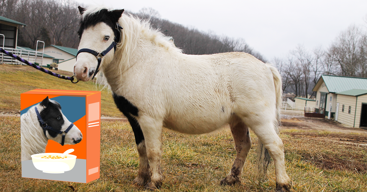 Can You Guess This Horse’s Neigh-m? | ASPCA
