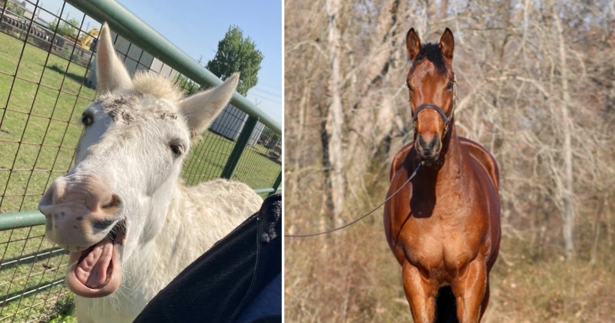 Adopt a Horse Month Is Here — Meet Your New Equine Companion! | ASPCA