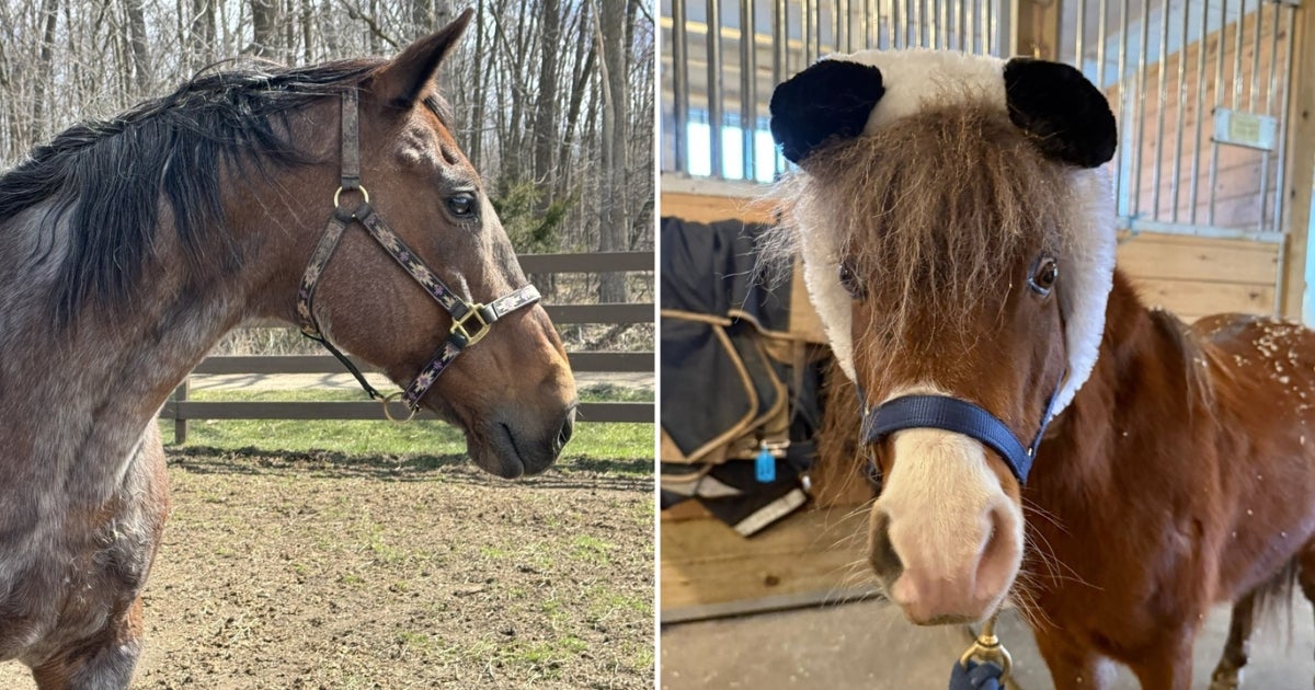 These Adoptable Horses Are Ready To Begin a New Chapter With You! | ASPCA