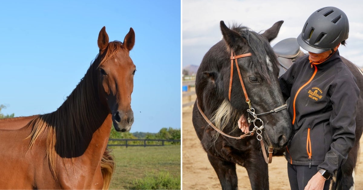 Don't Say Neigh, Say Yay to These Amazing Adoptable Horses! | ASPCA