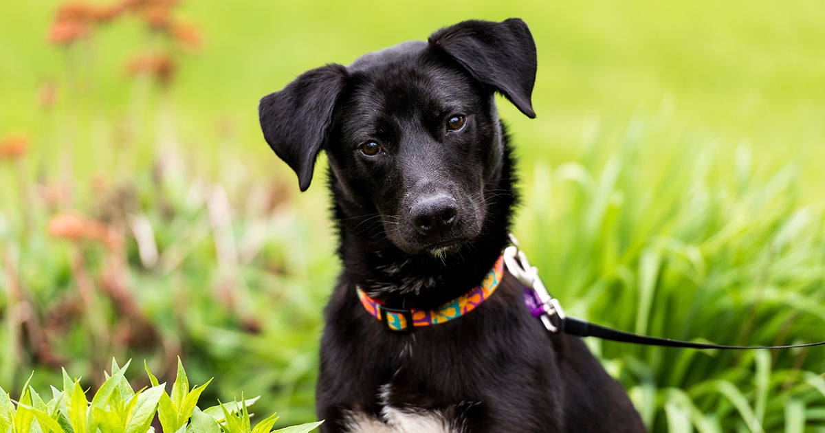 Have a Pet-Safe Spring with These Tips! | ASPCA