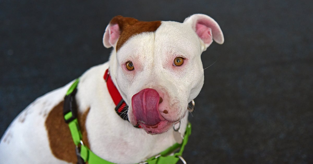 Celebrate National Dog Biscuit Day with Pet-Safe Treats! | ASPCA