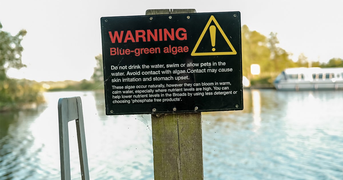 What Is Blue-Green Algae and Why Is It Dangerous? | ASPCA
