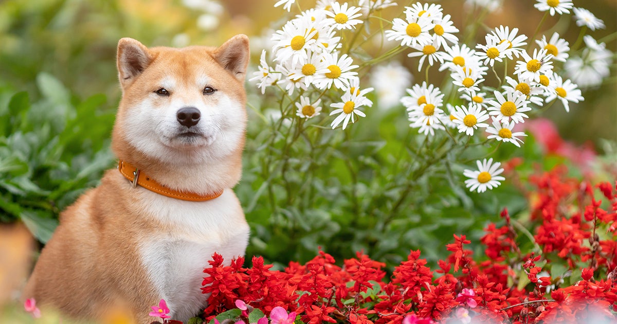 Is Fertilizer Toxic To Dogs