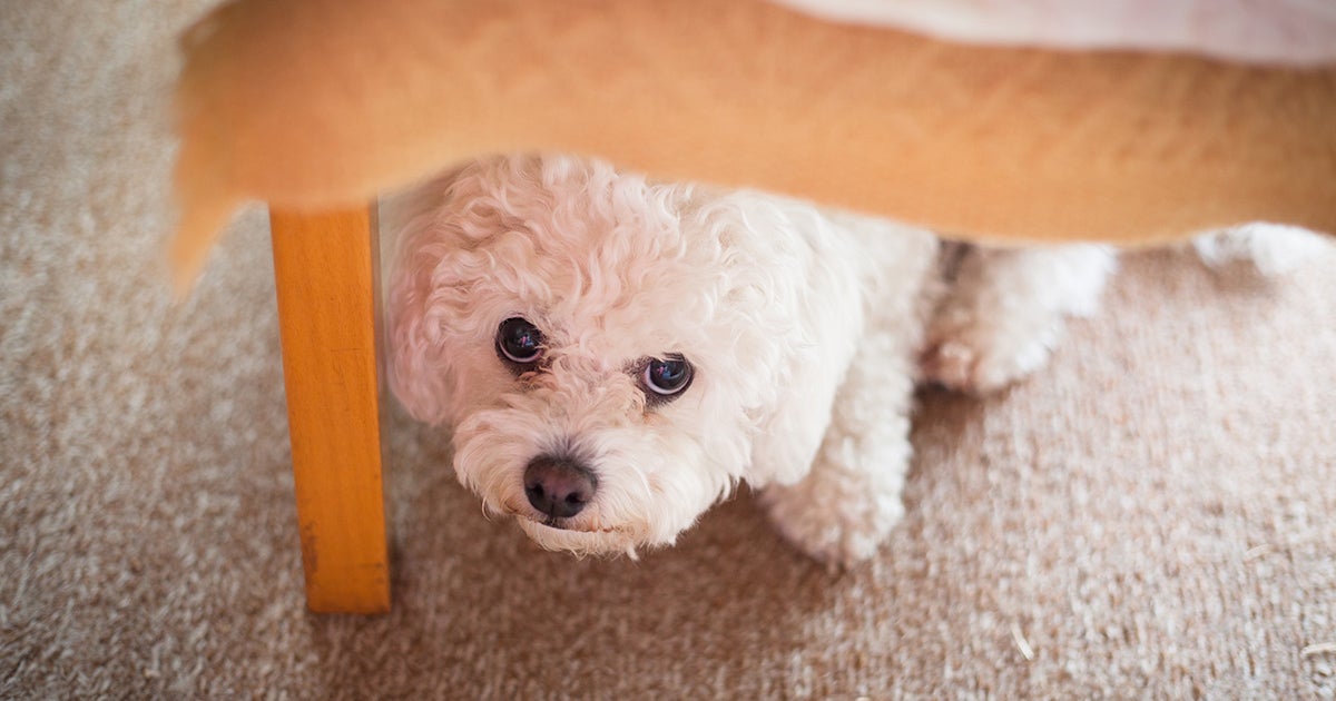 Here’s What to Do If Your Pet Is Scared of Fireworks | ASPCA