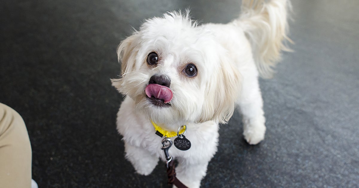 Sharing is Caring: Foods You Can Safely Share with Your Pet | ASPCA