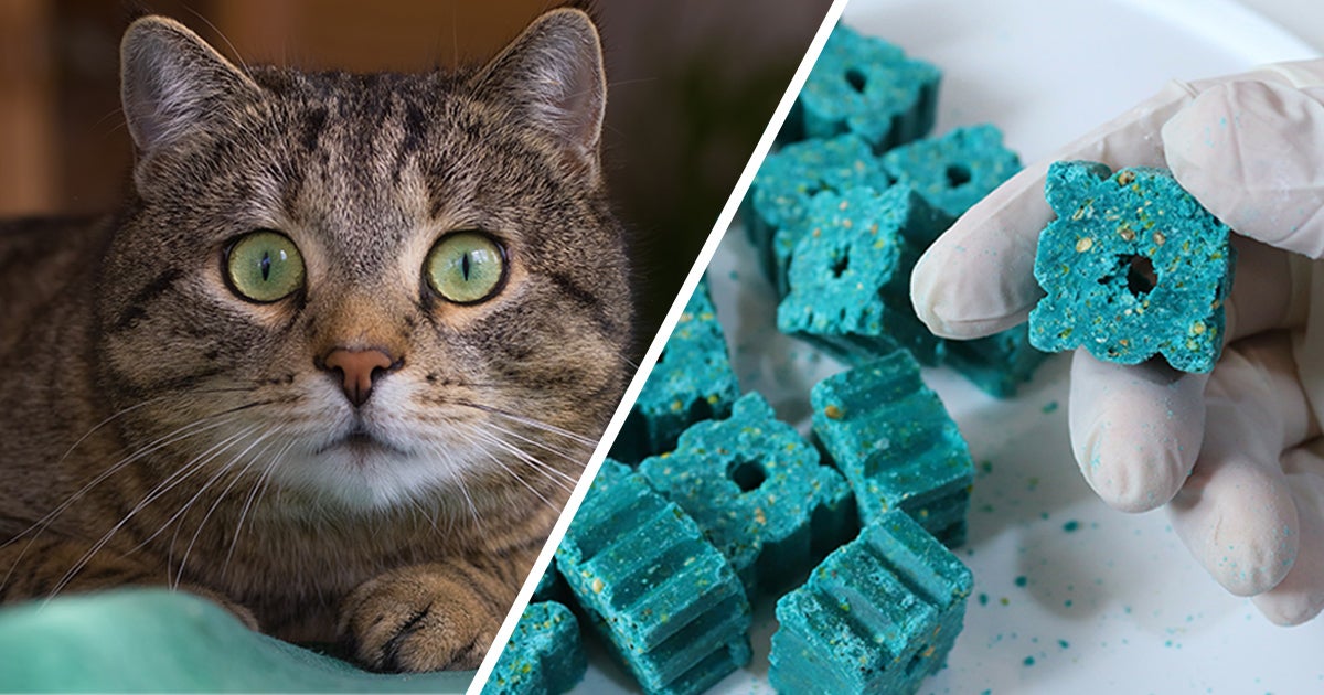 Fact Vs. Myth: Pets and Rodenticide | ASPCA