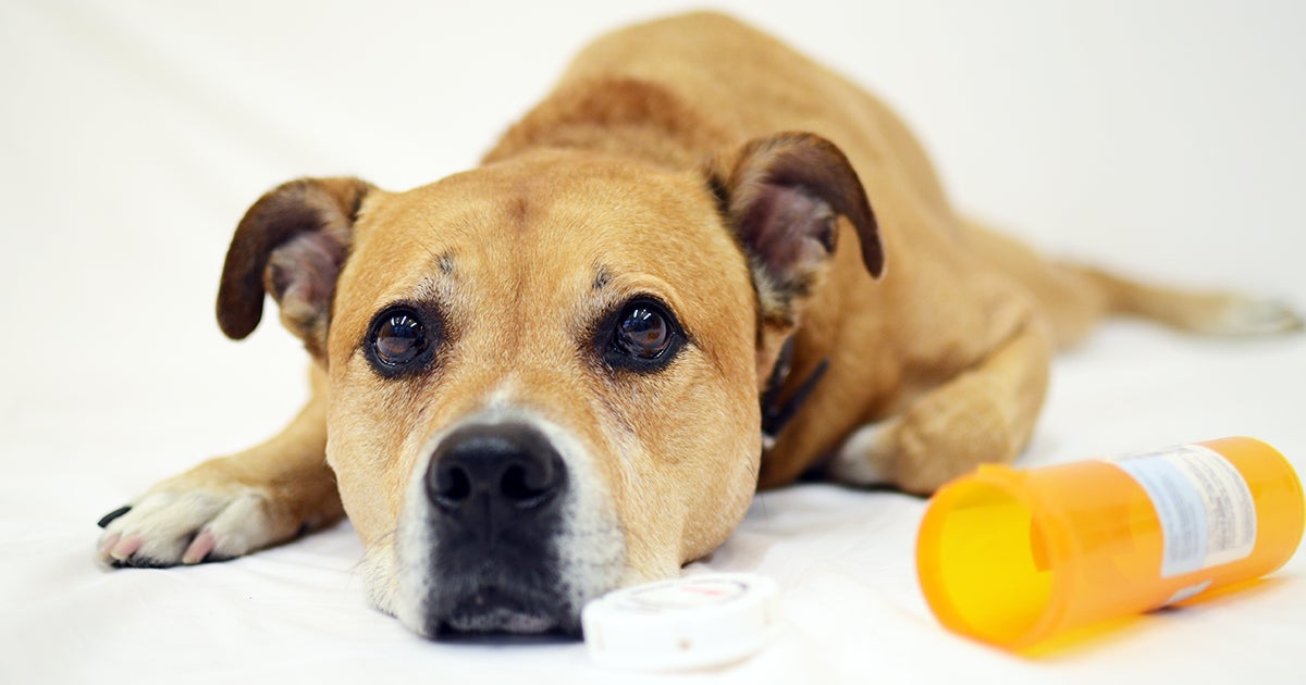 Announcing the Top Pet Toxins of 2015 | ASPCA