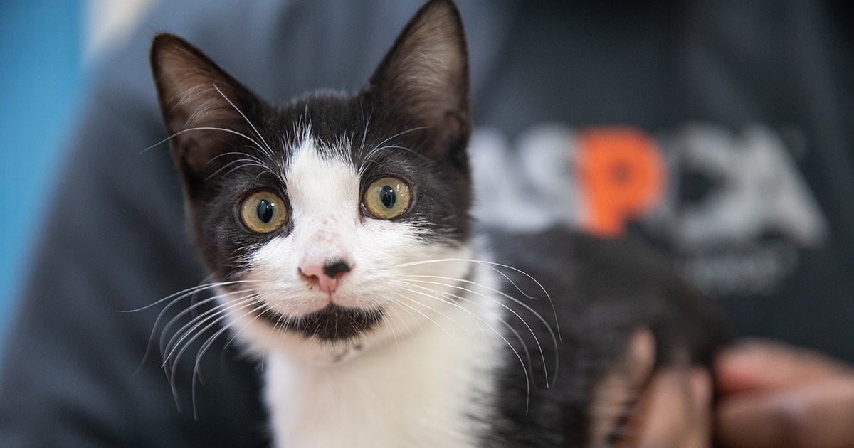 The Top 10 Deadliest Pet Toxins | ASPCA