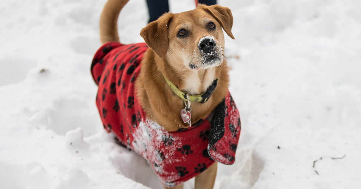 Winter Is Coming! Here’s How to Keep Your Pets Safe | ASPCA