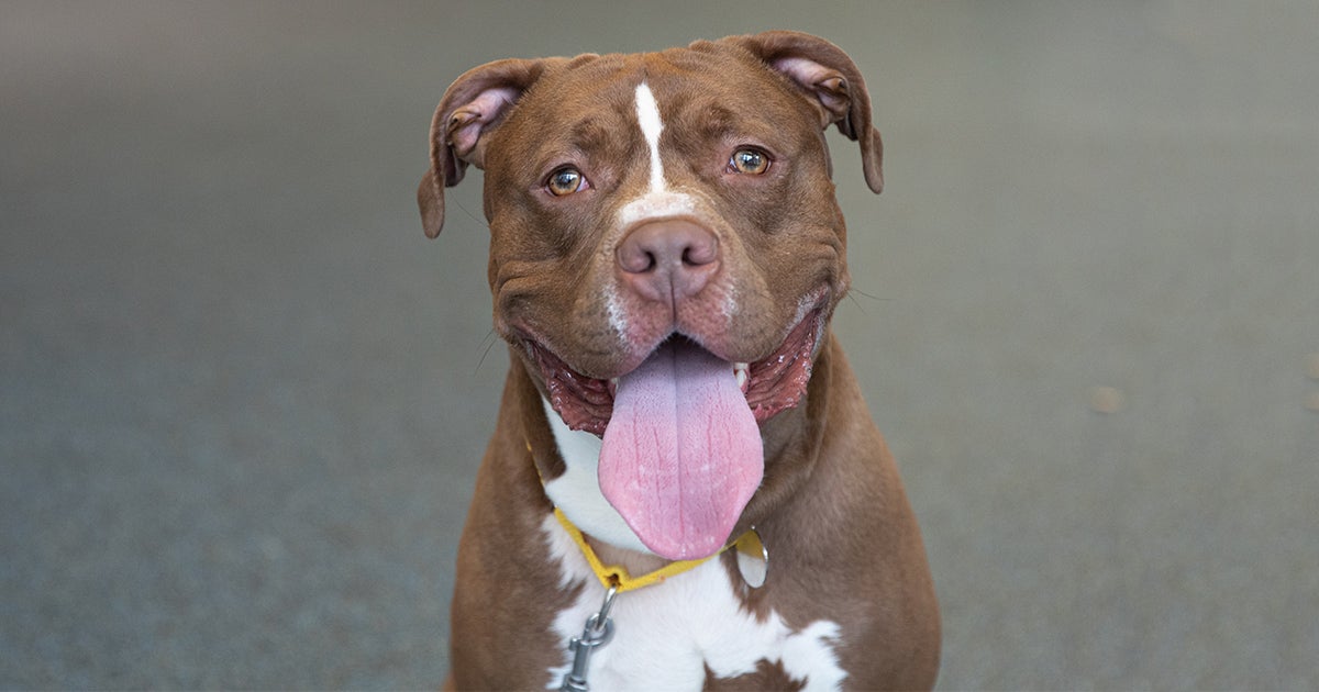 Are You Ready for Koby to Light Up Your Life? | ASPCA