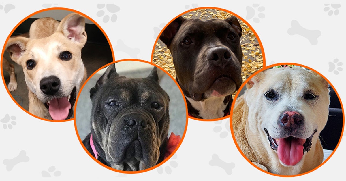 These Extra Special Pups Want You to Celebrate Dogtober! | ASPCA