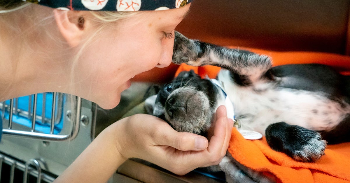Half a Million Animals Served by ASPCA Spay/Neuter Alliance | ASPCA