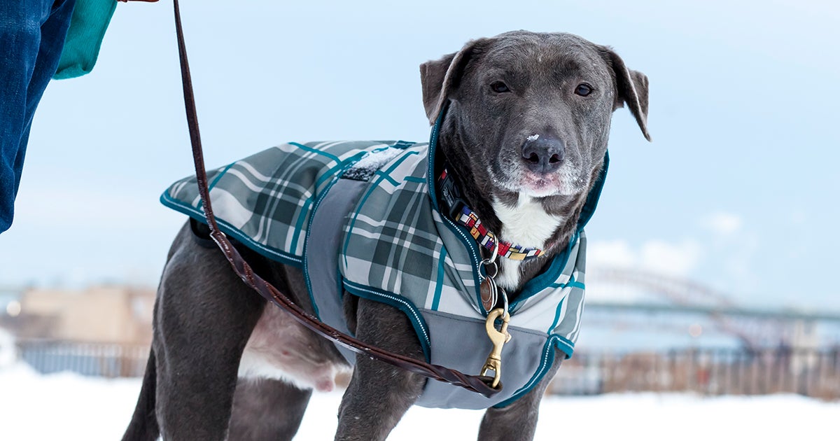 Battling Frigid Temps and Icy Conditions? Our Cold Weather Infographic ...