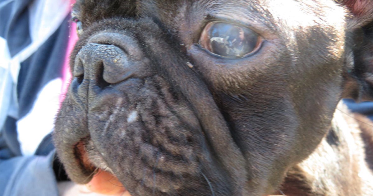 Who’s to Blame for This Frenchie’s Suffering? | ASPCA