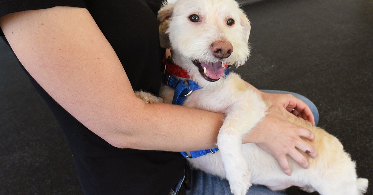 Make a Difference for Pets in Need during “Adopt a Shelter Dog Month ...