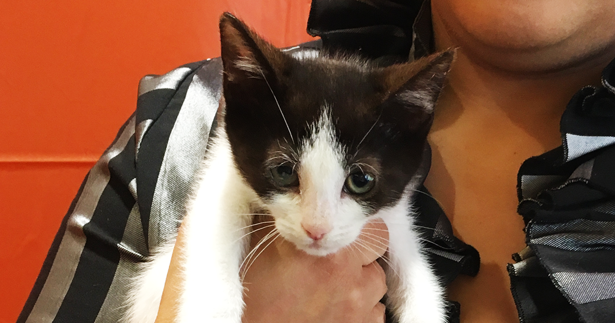 ASPCA Kitten Nursery Celebrates 1,000th Kitten of the 2017 Season! | ASPCA