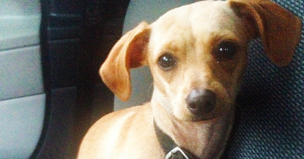 Record Breaking Ride: ASPCA’s Nancy Silverman Rescue Ride Program ...