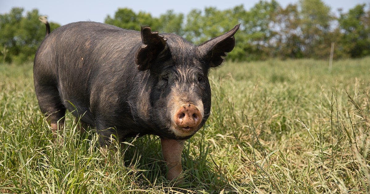 Busted: Top 3 Myths About State Laws and Extreme Confinement of Farm ...