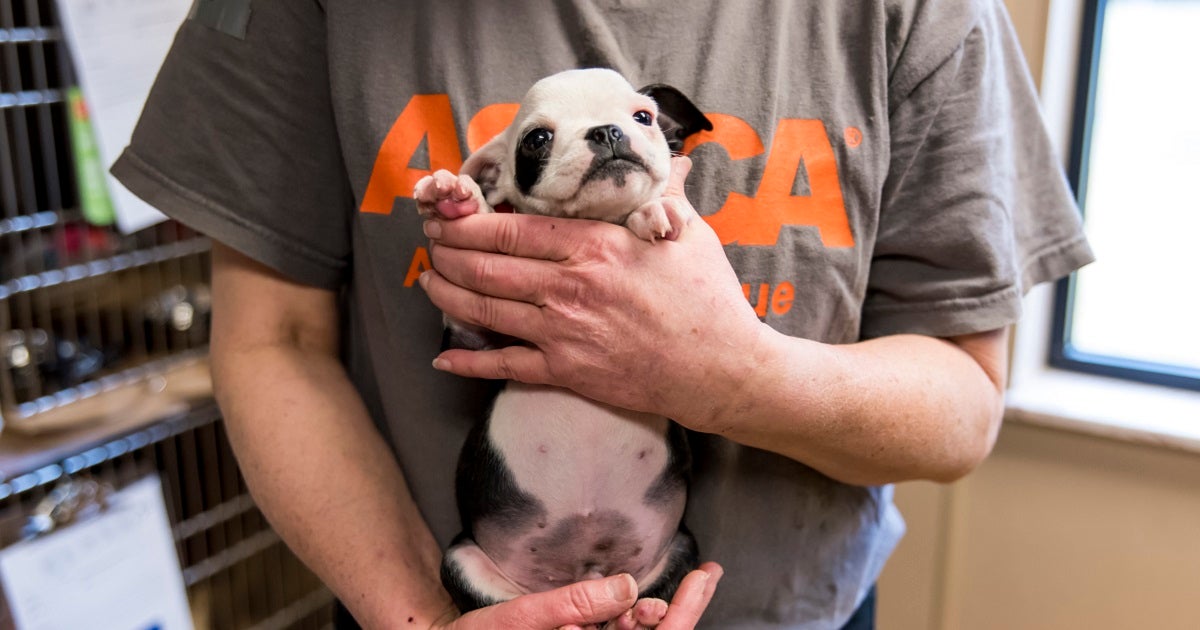 ASPCA Helps Ensure Protections for Dogs in Commercial Breeding ...