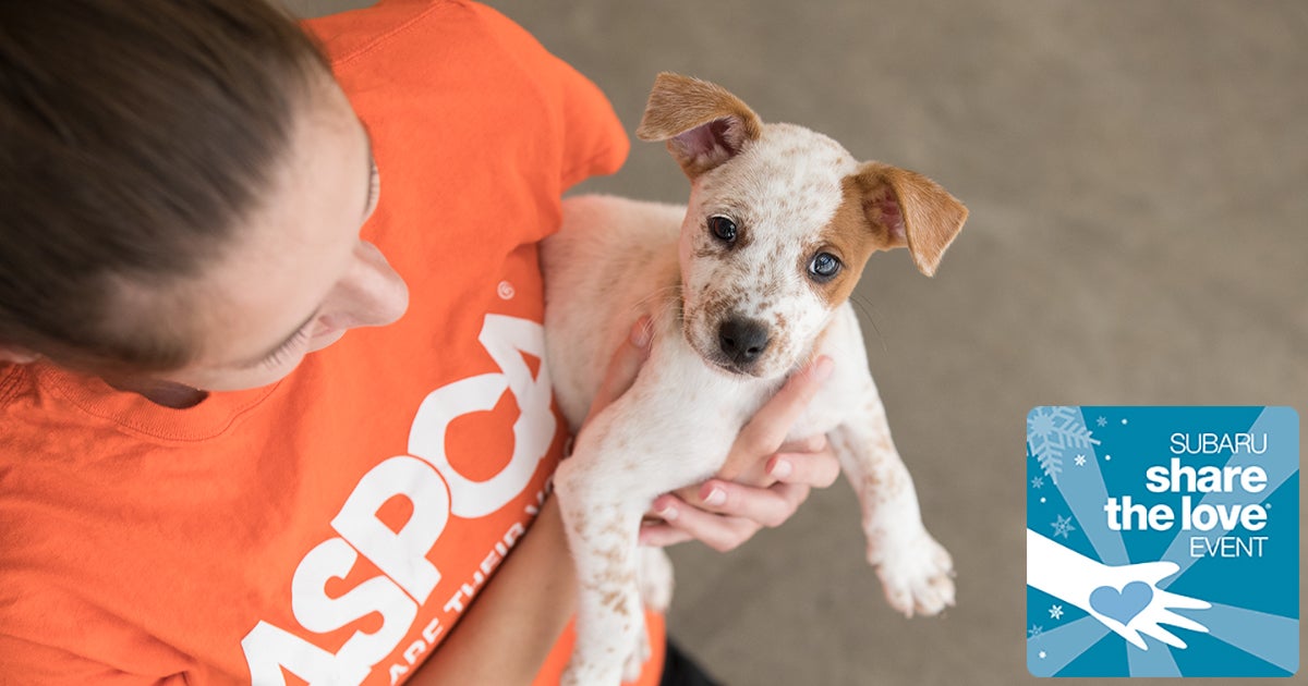 Pet Events Happening All Through the Holidays with Subaru’s Annual ...