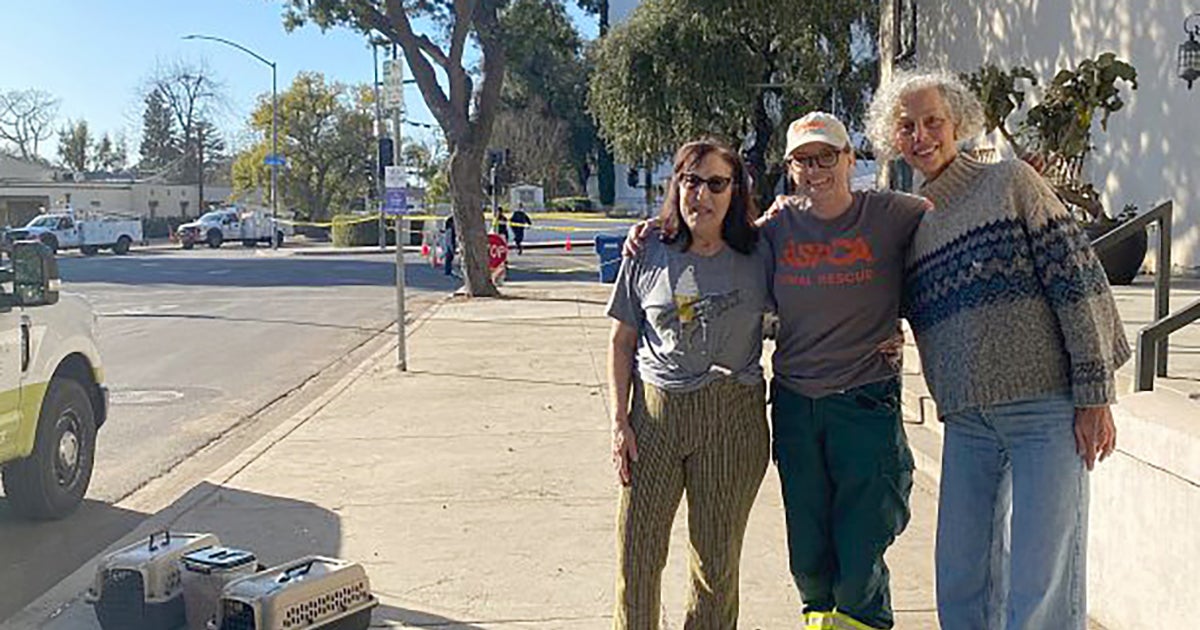Grateful Owners Celebrate Three Courageous Cats Rescued from Eaton Fire ...