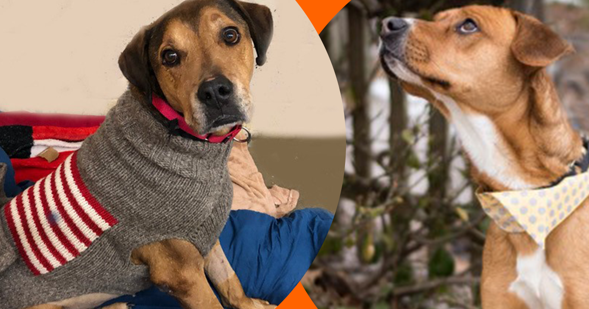 These Dogs Need Your Help to Find Loving Homes! | ASPCA