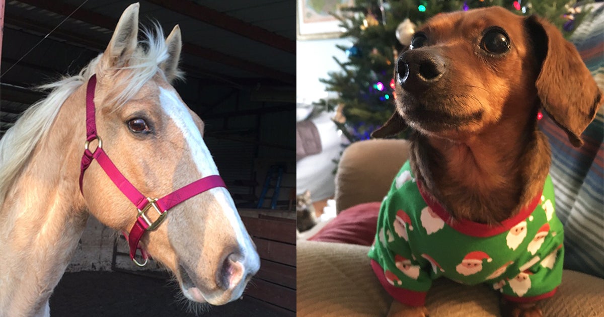 Announcing the Winners of our Rescue Story Contest | ASPCA