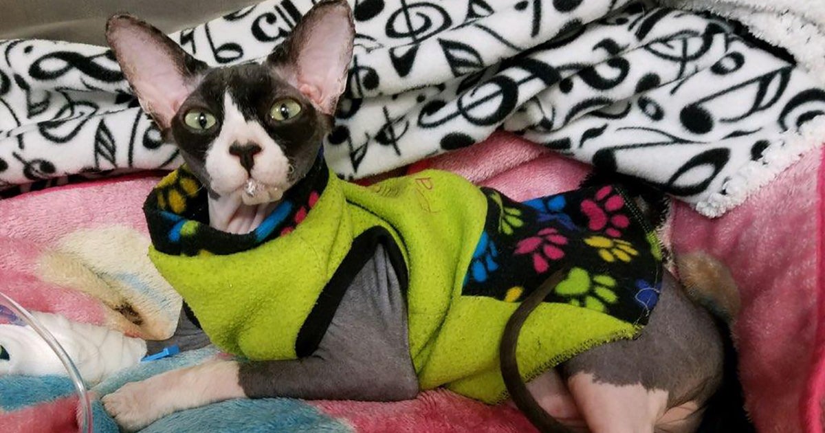 The ASPCA Animal Poison Control Center Celebrates 3 Millionth Case | ASPCA