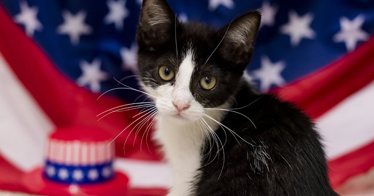 How to Have a Fantastic Fourth of July with Your Pets! | ASPCA
