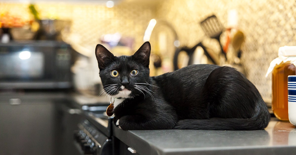 Clean Out Your Fridge on November 15! | ASPCA