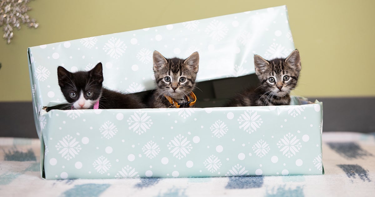 Make Your Howlidays Bright with these Purrfect DIY Gifts! | ASPCA