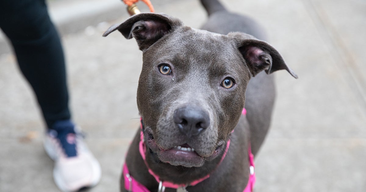 The Top 10 Male and Female Pet Names of 2020 | ASPCA