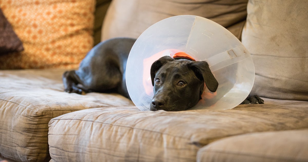 Protect Your Pet: The Top 5 Toxic Dangers in Your Home | ASPCA