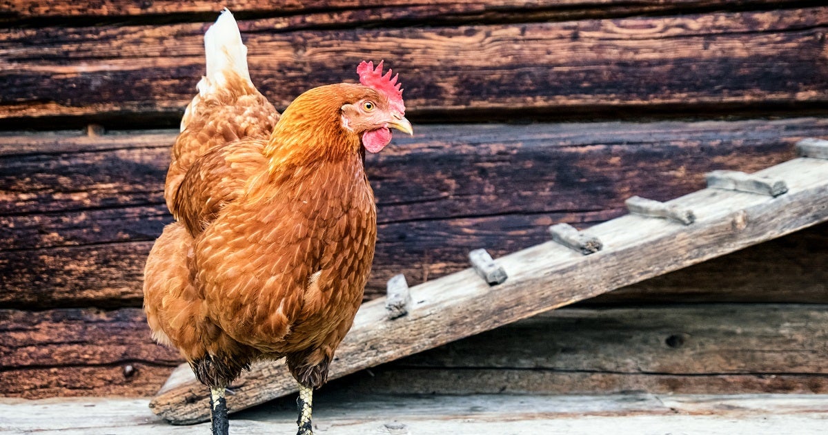 Applegate Becomes First Retail Brand to Commit to Higher-Welfare ...